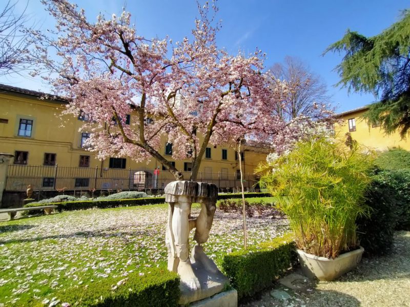 Firenze. La fioritura delle magnolie nel giardino del museo ...