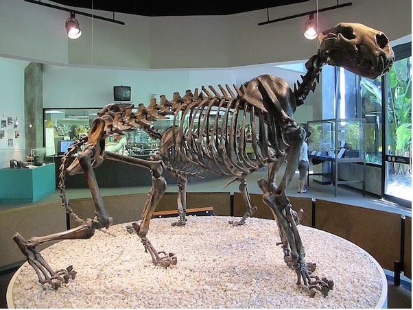 Panthera atrox | archeologiavocidalpassato